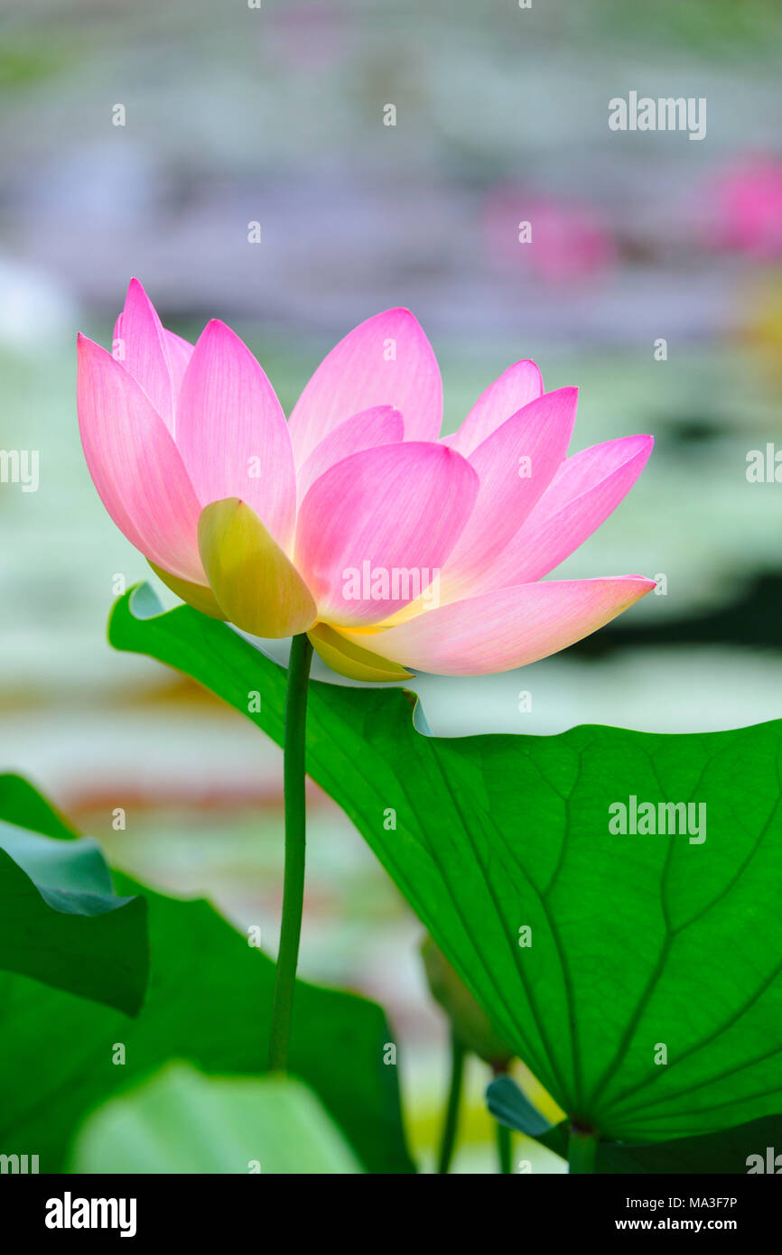 Indian lotus, Nelumbo nucifera Stock Photo - Alamy