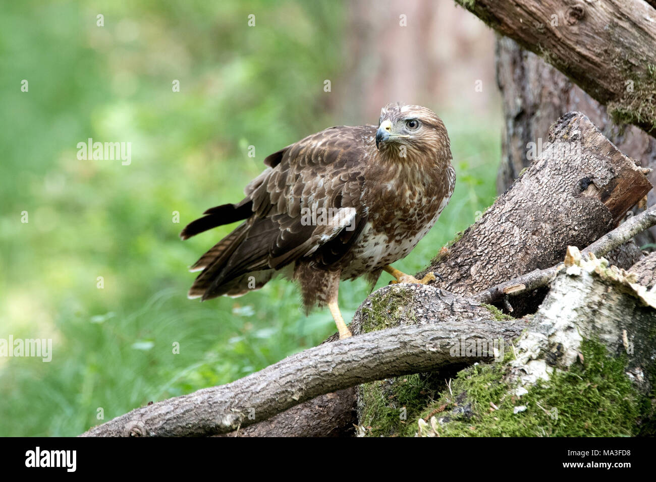 Buzzard on wood pile hi-res stock photography and images - Alamy