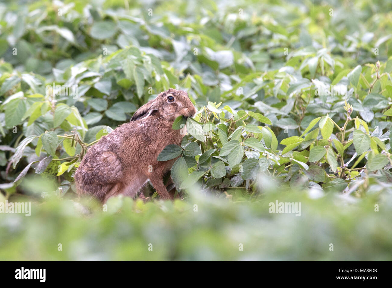 European hare eating, Lepus europaeus Pallas Stock Photo - Alamy
