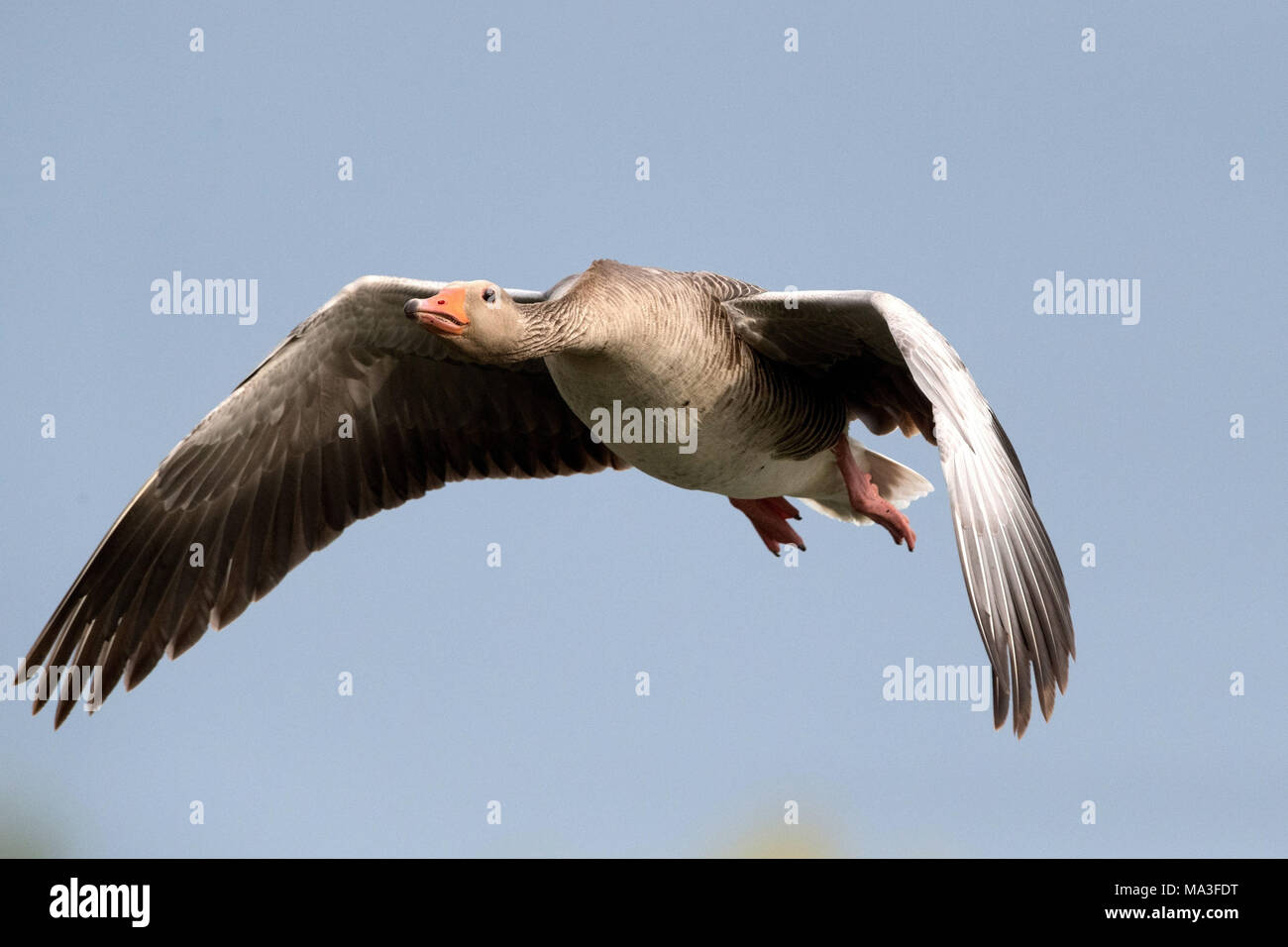 Flying spots hi-res stock photography and images - Alamy