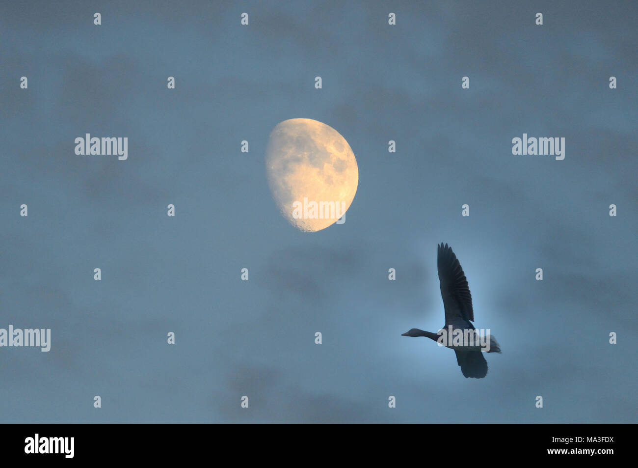 Flying goose moon hi-res stock photography and images - Alamy