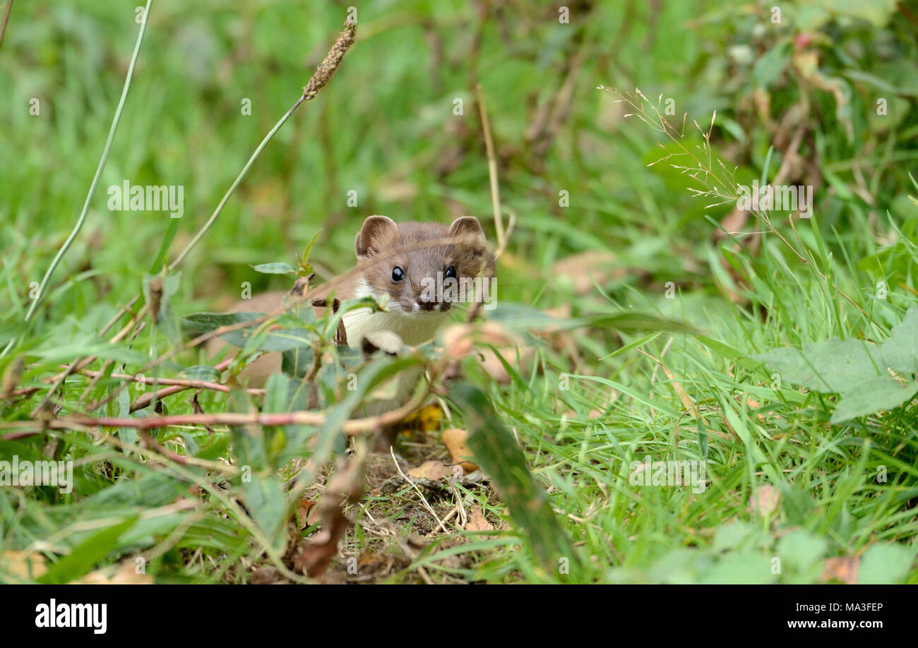 Ermine in grass hi-res stock photography and images - Alamy