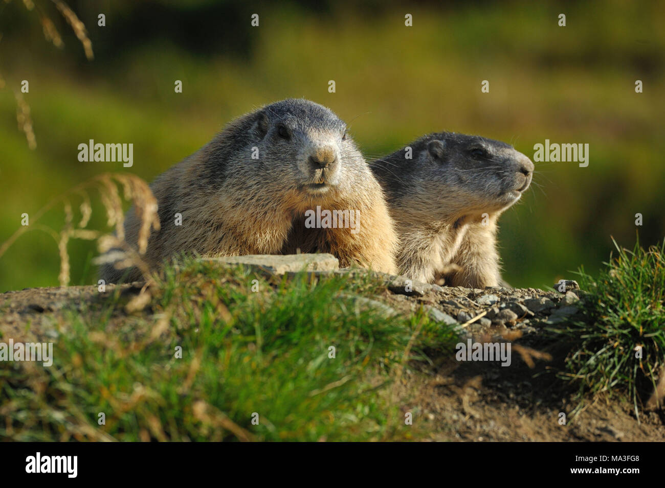 Alpine marmots on mountain pasture hi-res stock photography and images ...