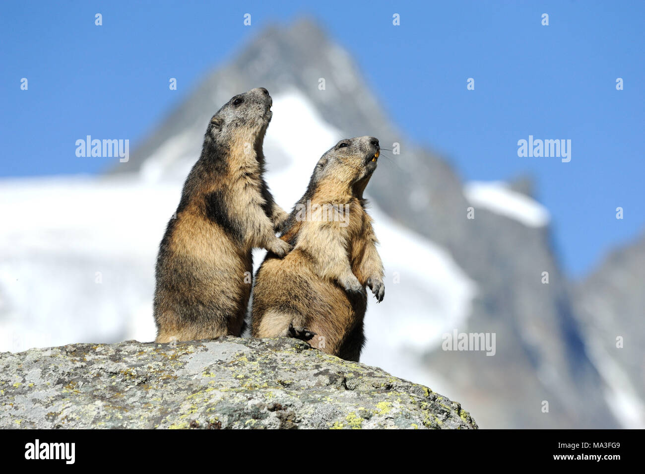 On boulder hi-res stock photography and images - Alamy