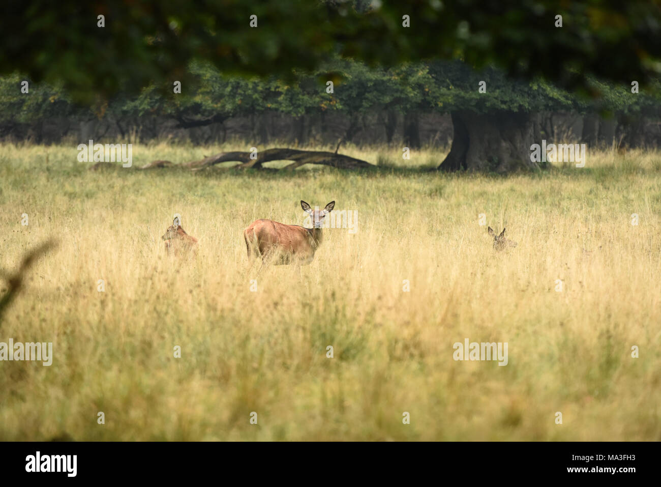 Red deer hinds hi-res stock photography and images - Alamy