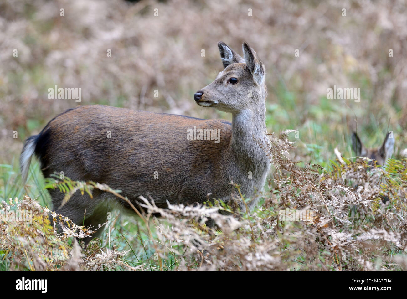 Sika deer hind in a forest hi-res stock photography and images - Alamy