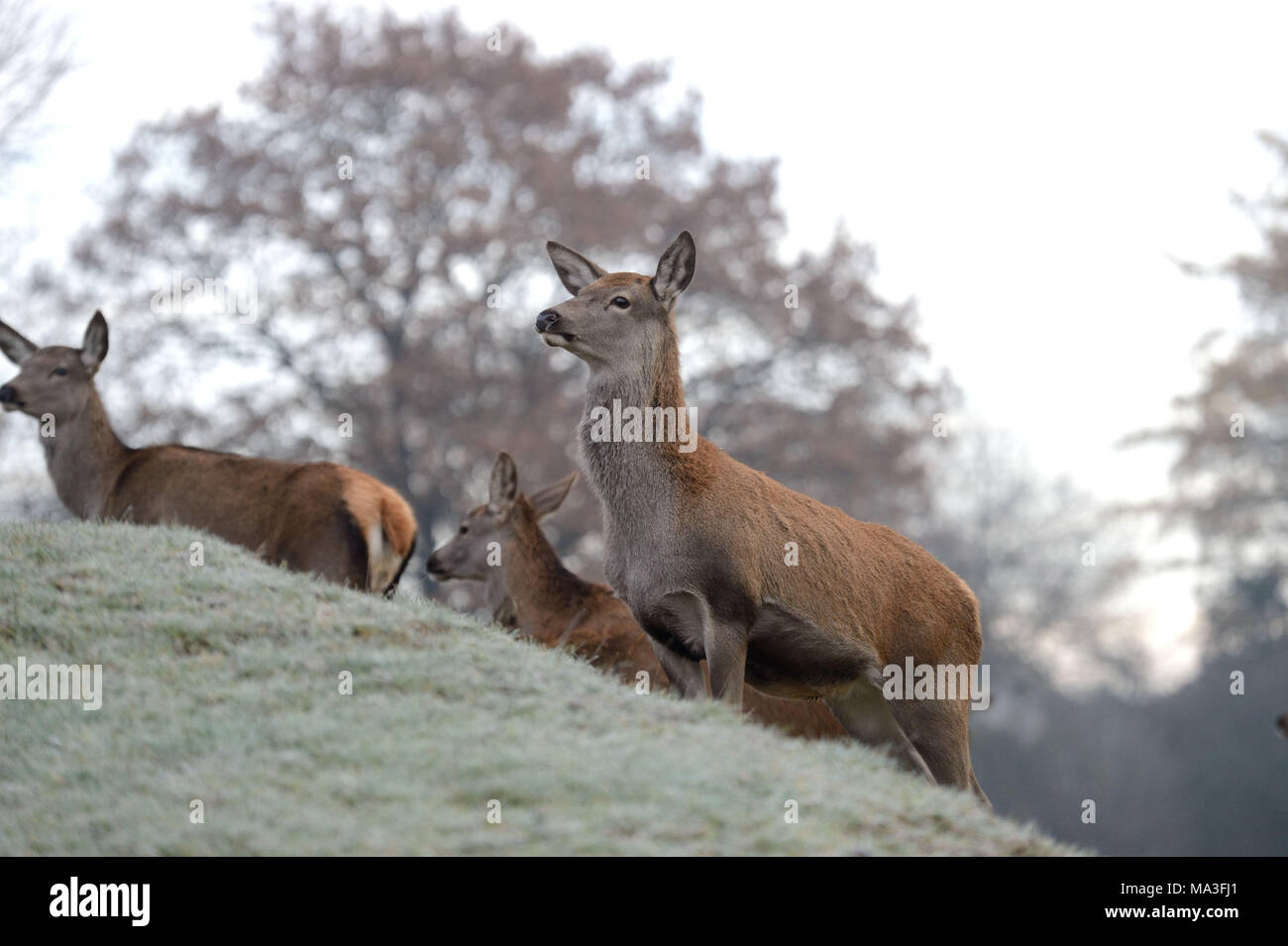 Female red deer hi-res stock photography and images - Alamy