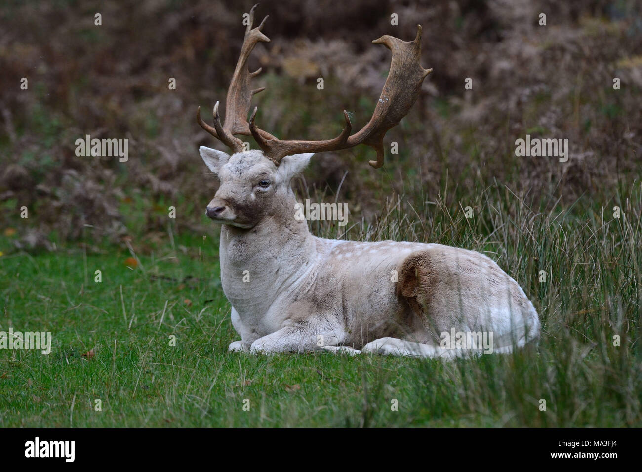 White fallow buck sitting in a meadow hi-res stock photography and ...