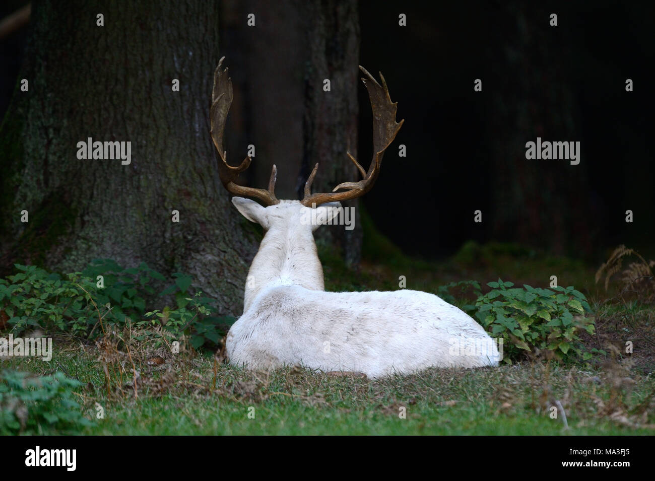 White fallow buck sitting in a meadow hi-res stock photography and ...