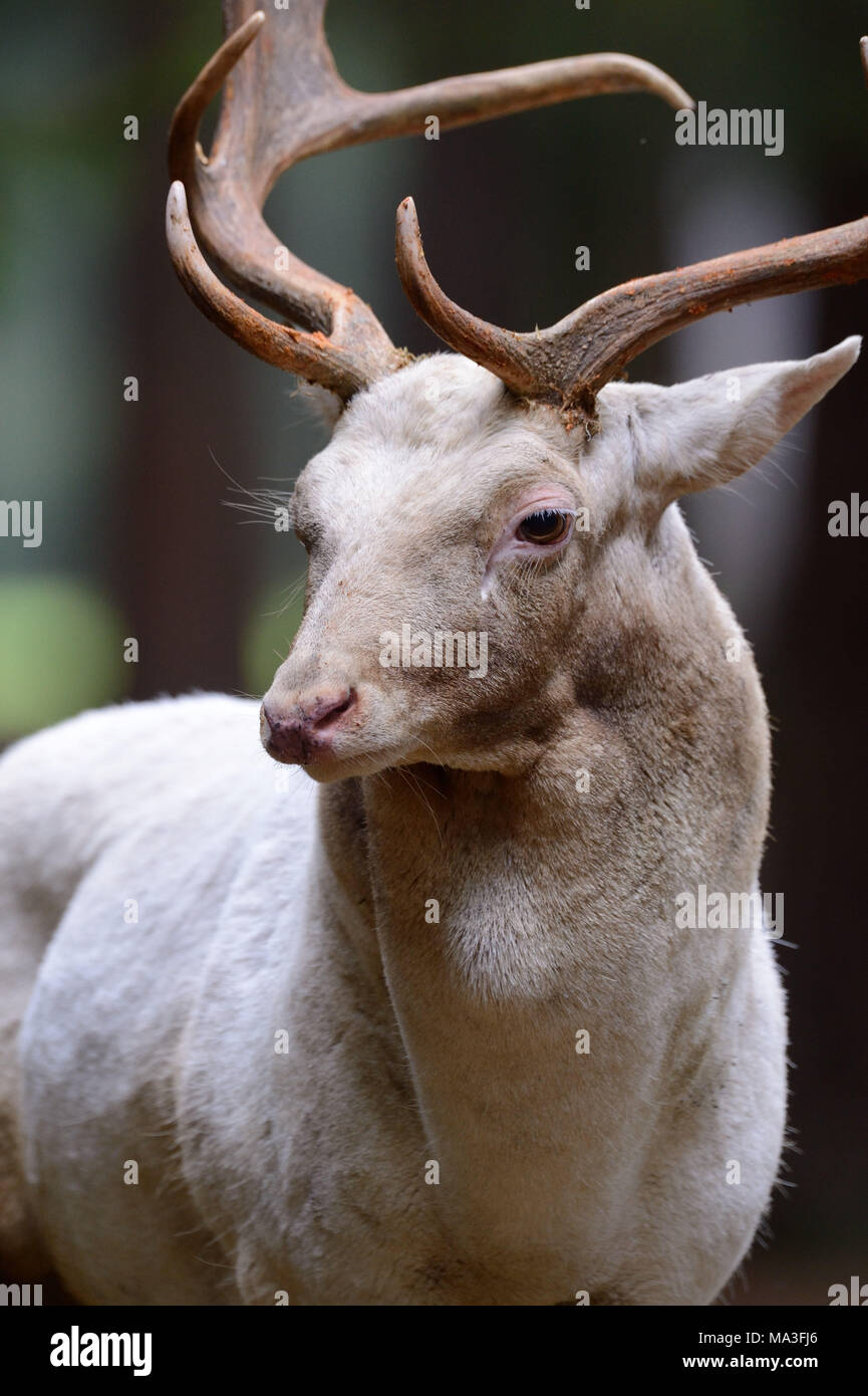 White Fallow Buck Stock Photos & White Fallow Buck Stock Images - Alamy
