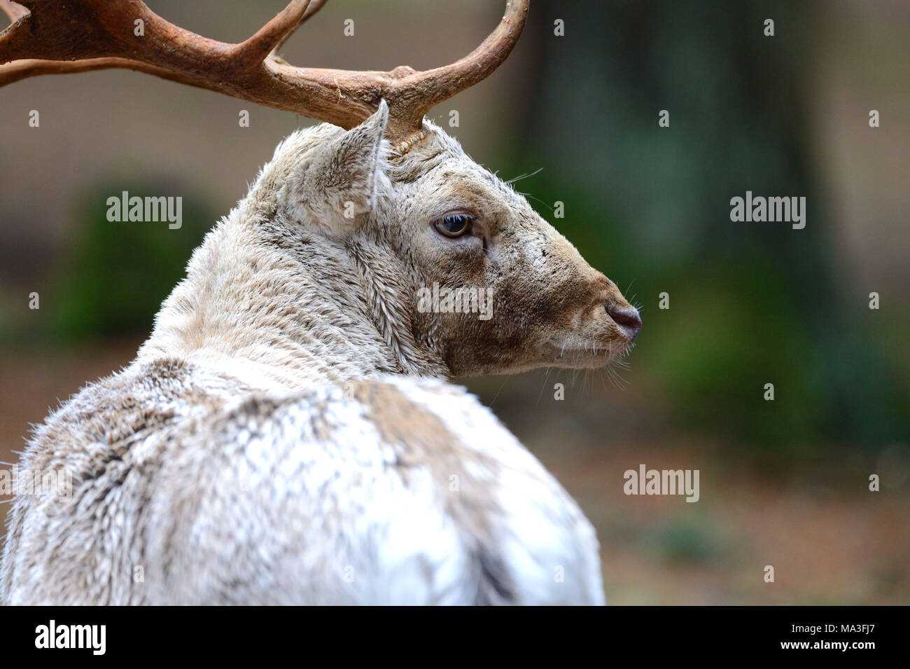 White fallow buck, Dama dama Stock Photo - Alamy