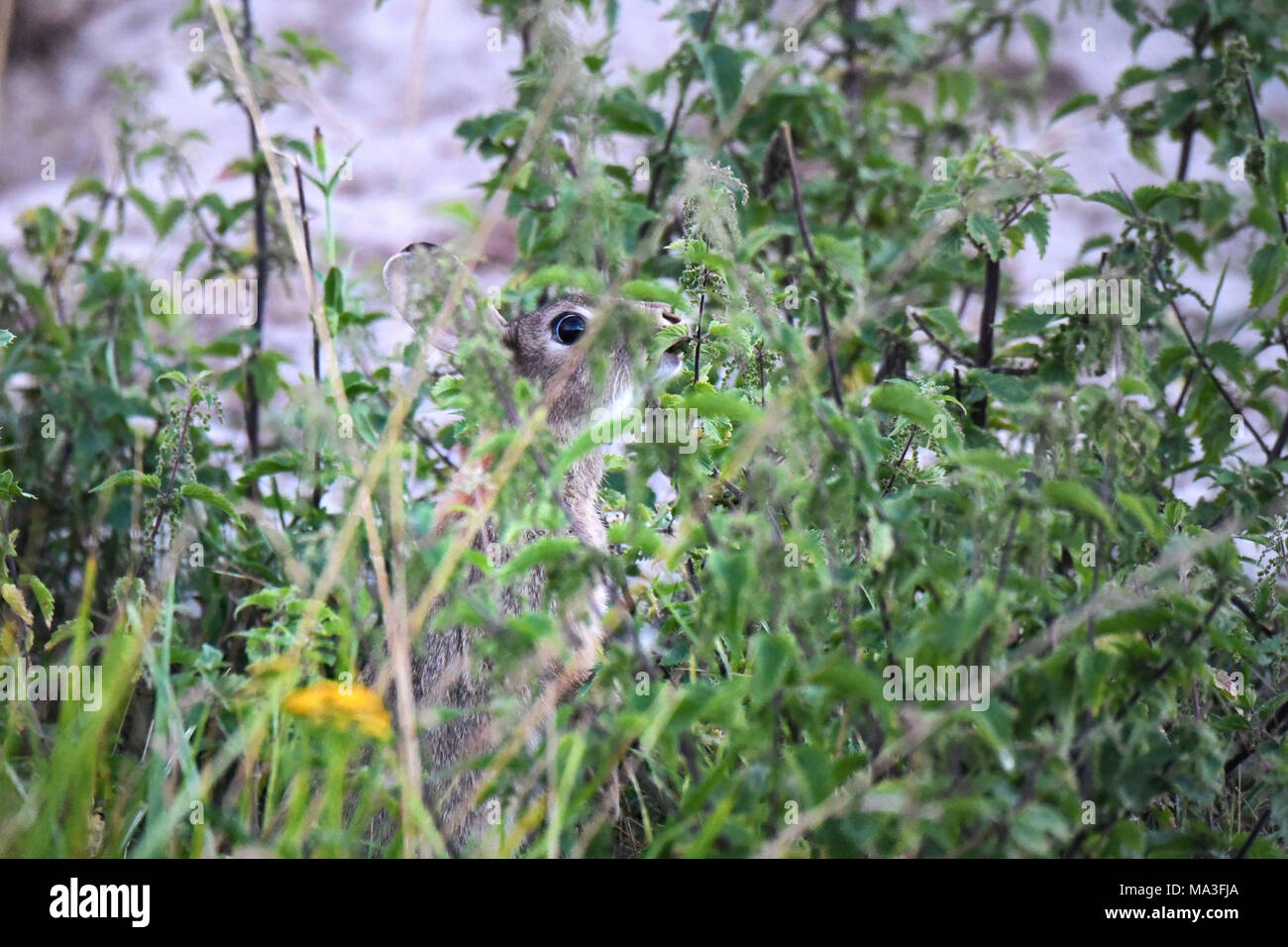 Rabbits forest hi-res stock photography and images - Alamy