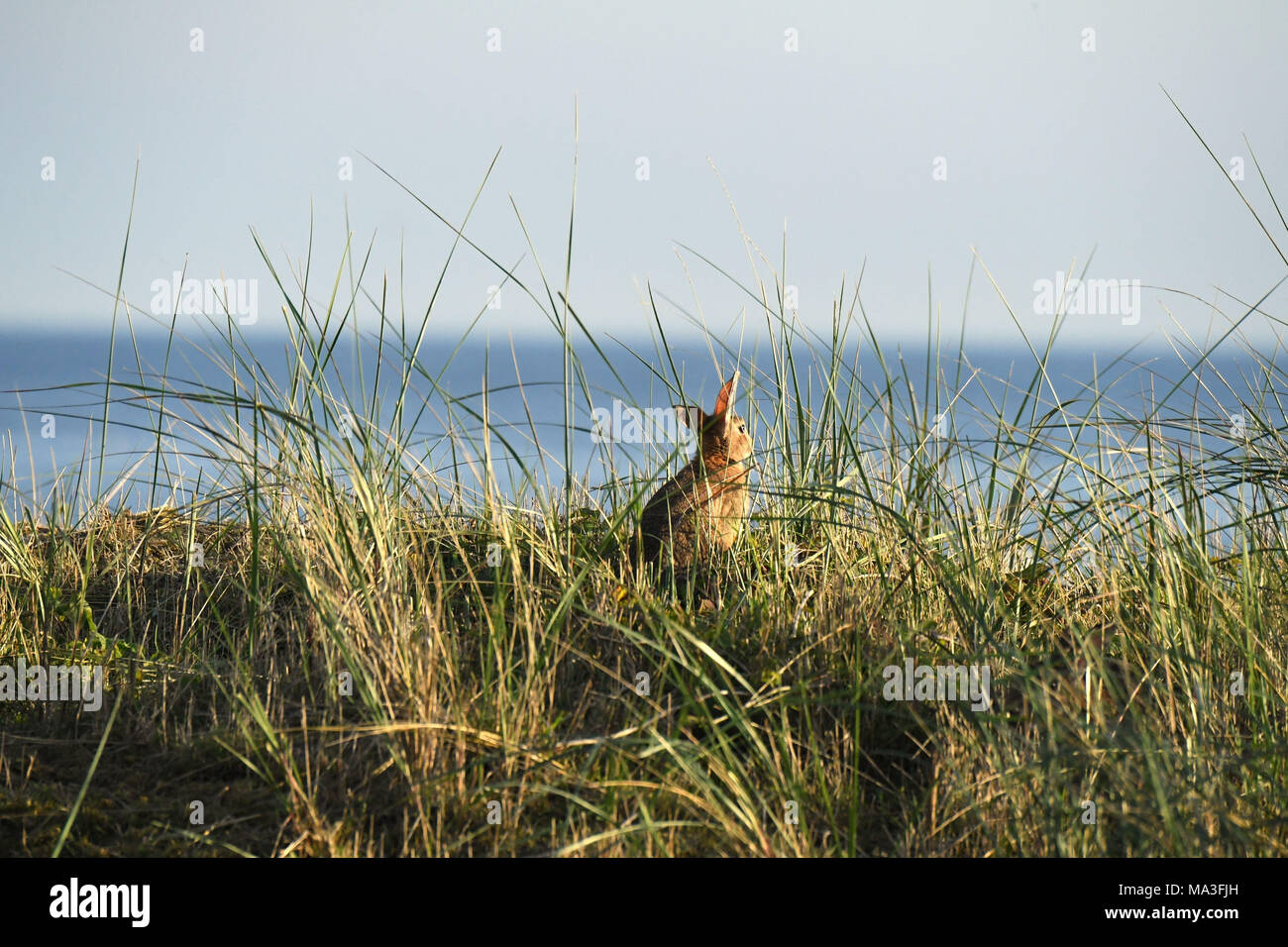 Grey rabbits hi-res stock photography and images - Alamy