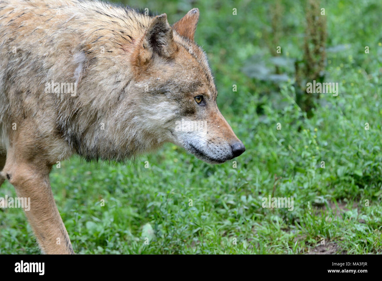 Wolf in a meadow, Canis lupus Stock Photo - Alamy