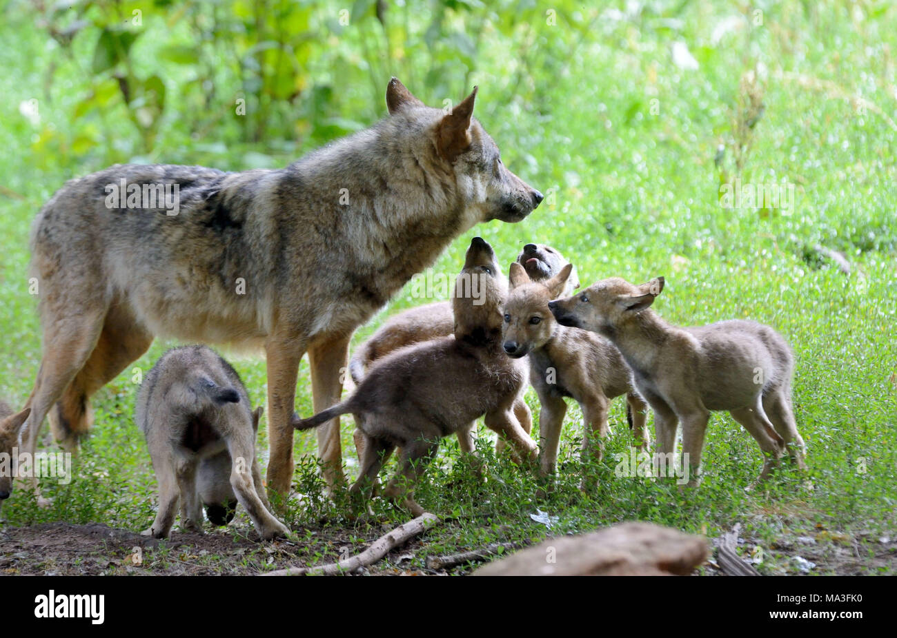 Wolf with young animals, Canis lupus Stock Photo - Alamy