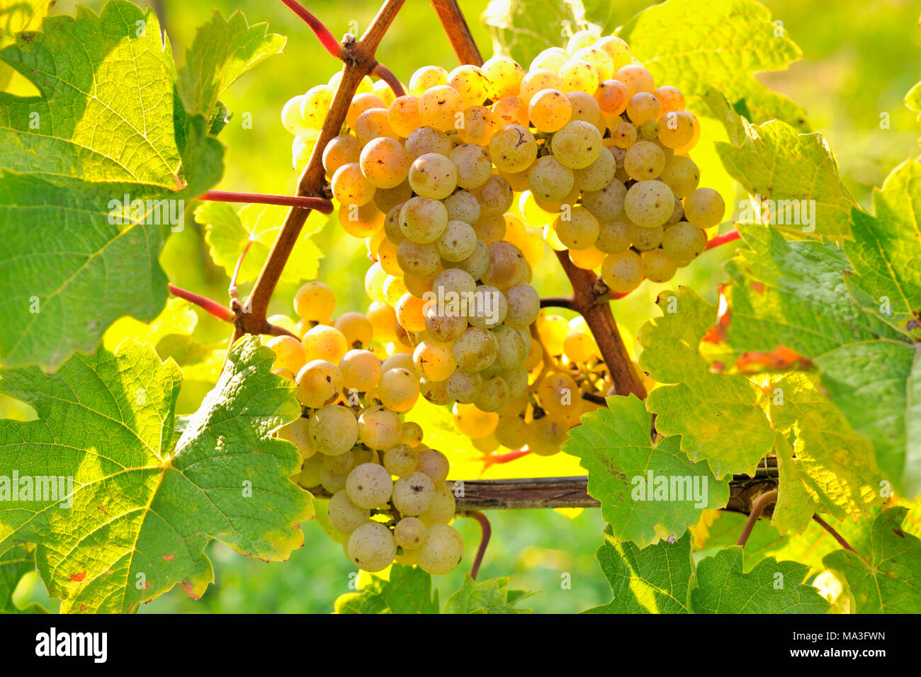 White wine riesling grapes hi-res stock photography and images - Alamy
