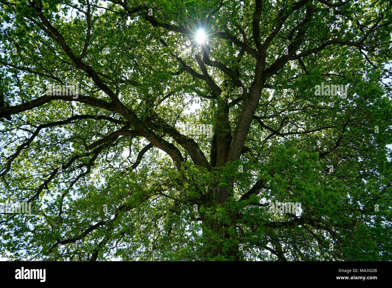 Tree top branches hi-res stock photography and images - Alamy