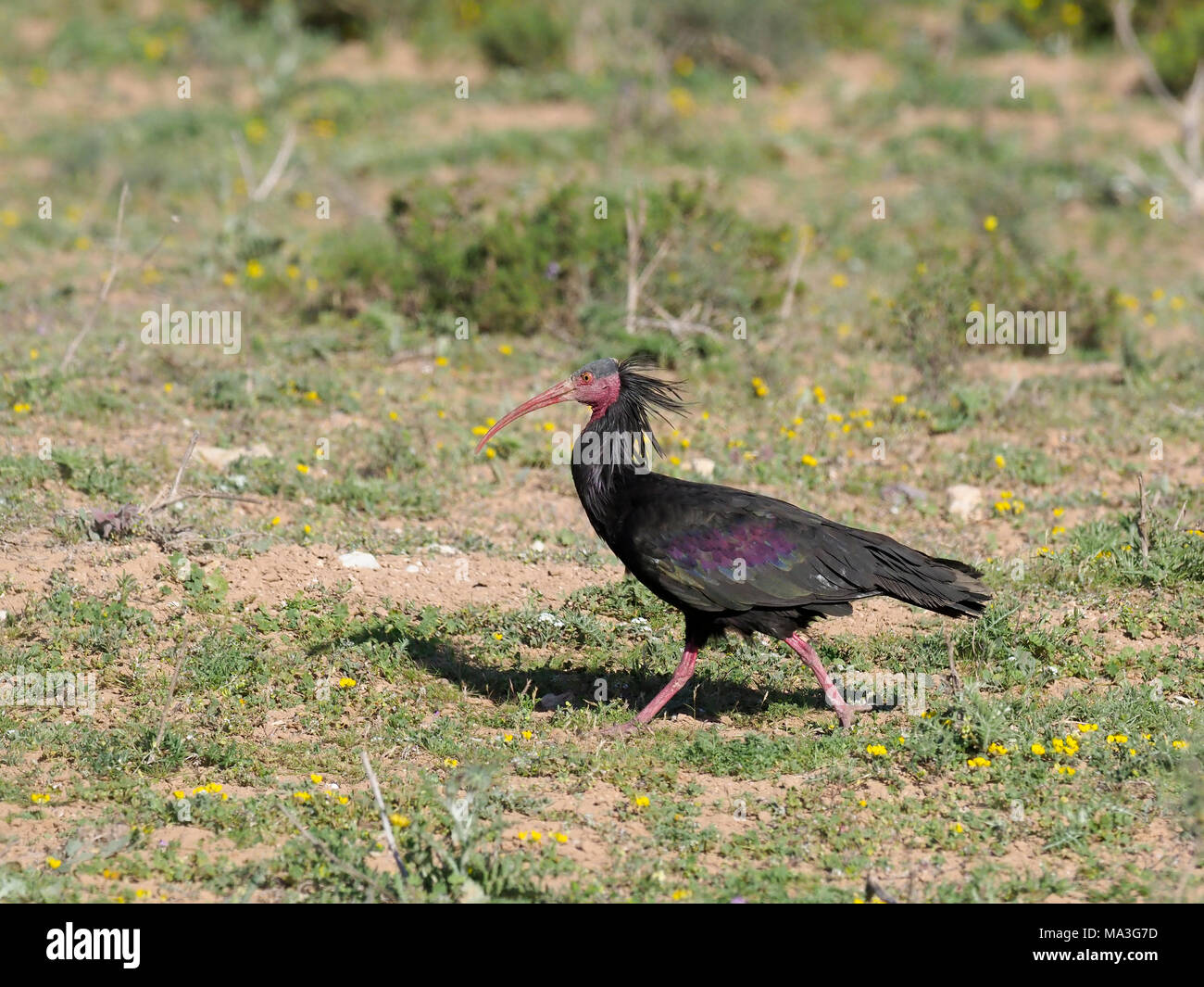 Northern Bald ibis or Waldrapp, Geronticus eremita, single bird on ...