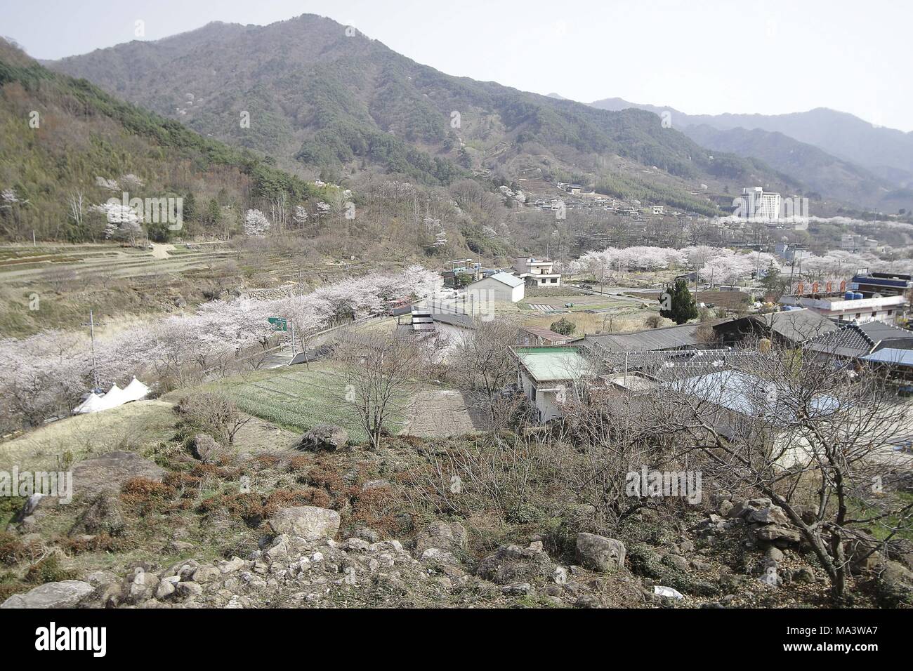 Hadong, GYEONGNAM, SOUTH KOREA. 30th Mar, 2018. March 30, 2018-Hadong ...