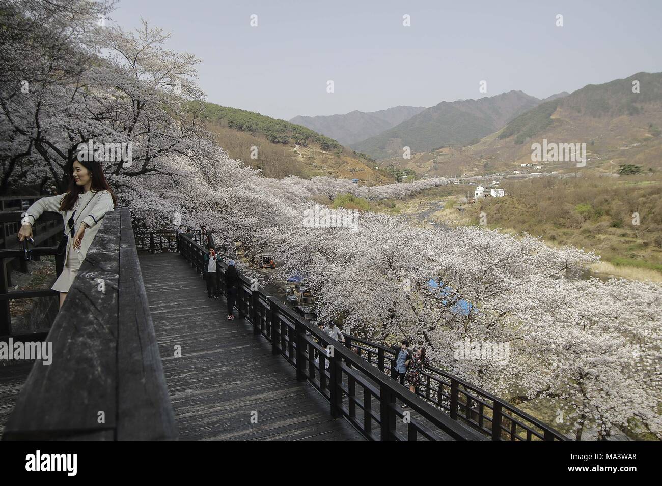 Hadong, GYEONGNAM, SOUTH KOREA. 30th Mar, 2018. March 30, 2018-Hadong ...