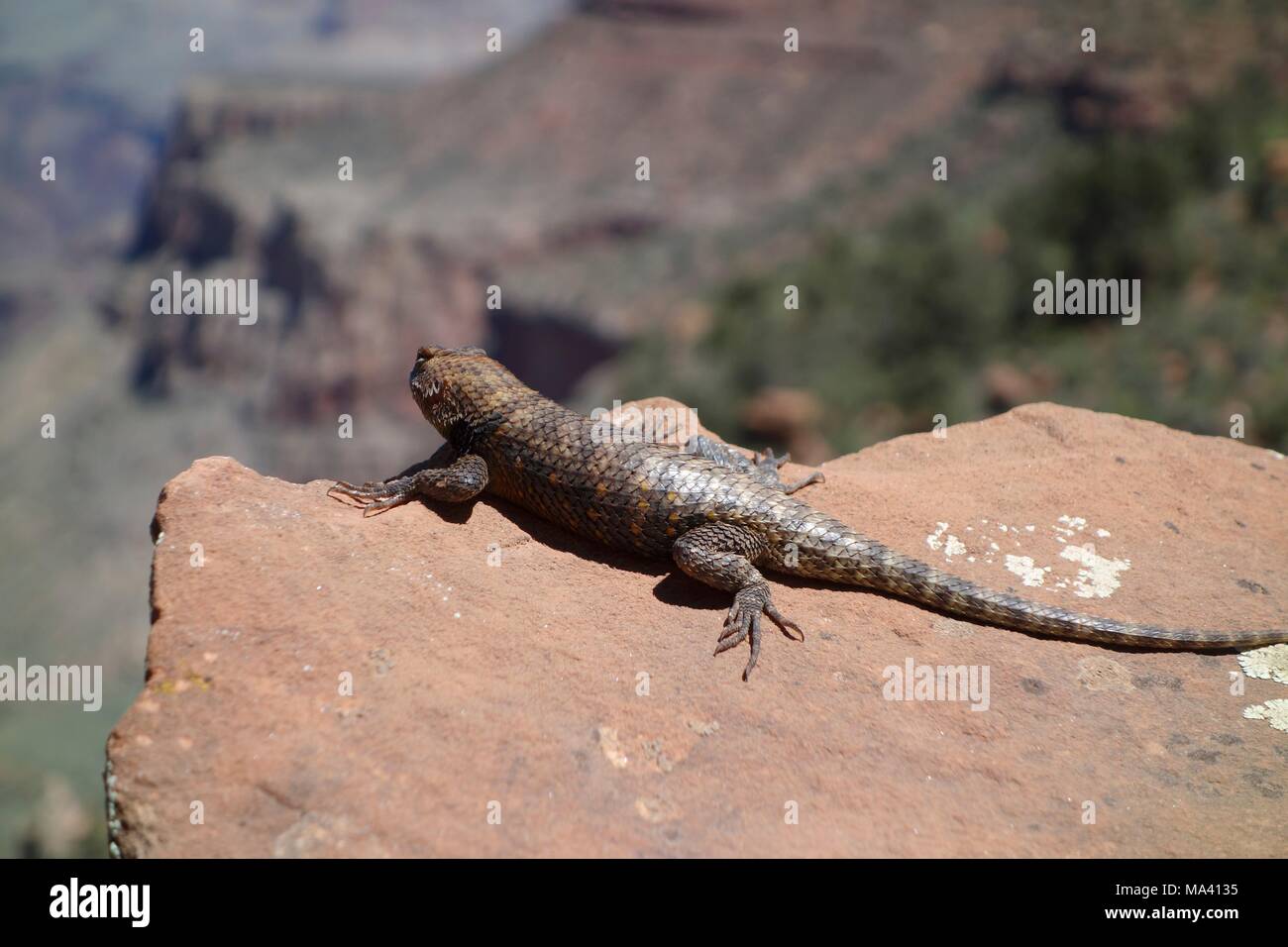 A lizard on a stone platter (Grand Canyon, Arizona, USA)(Grand Canyon ...