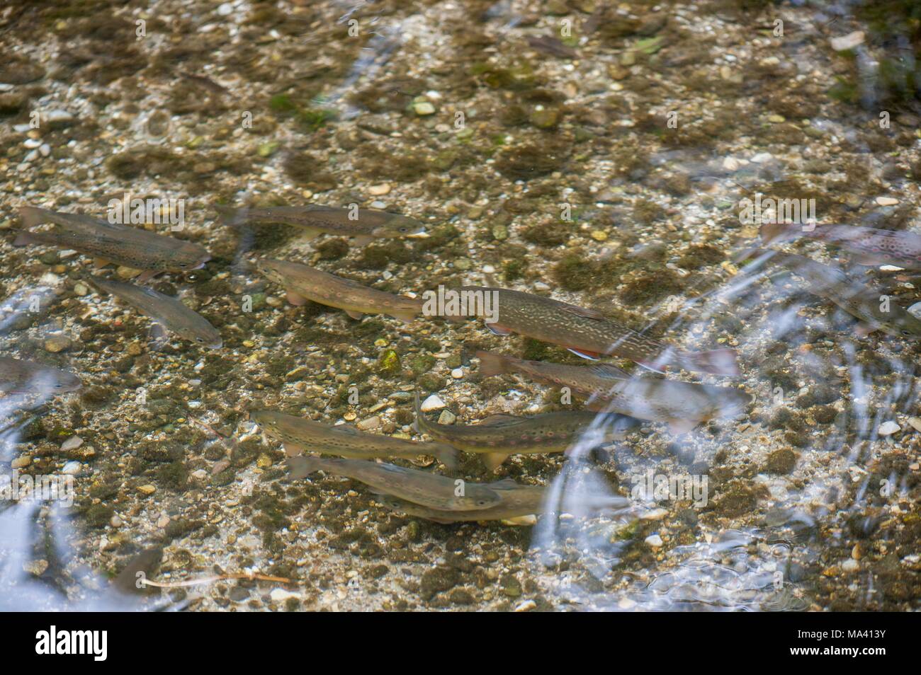 Young fish in water Stock Photo - Alamy
