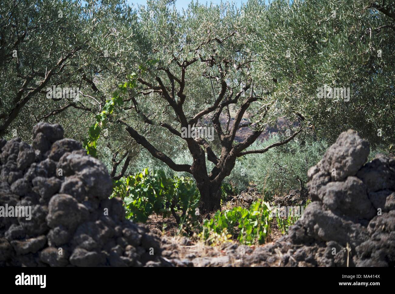 Pietradolce hi-res stock photography and images - Alamy