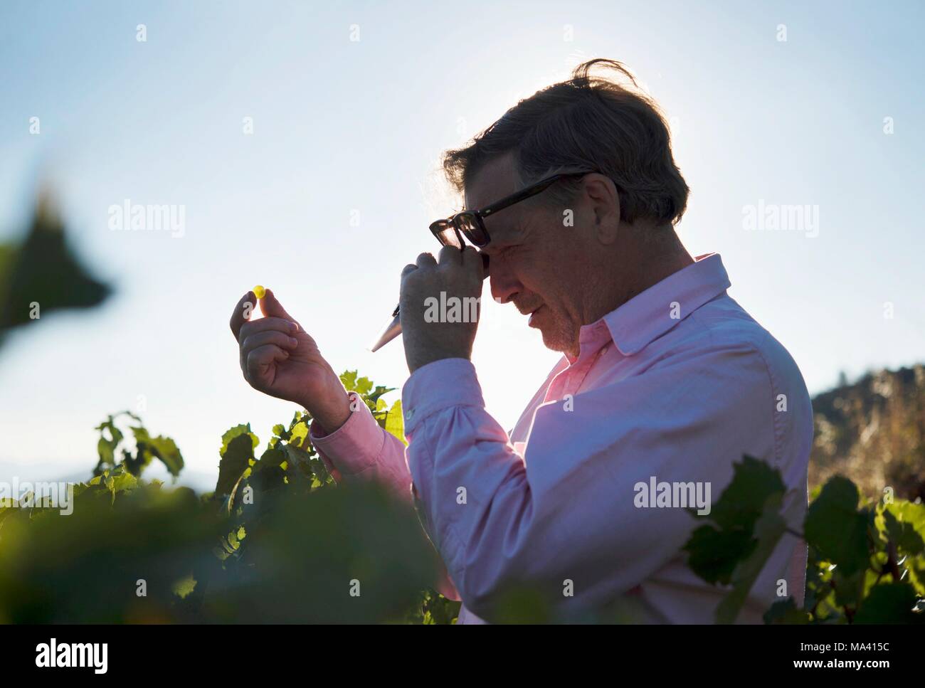 Wine grower Andrea Franchetti checking the sugar content of wine ...