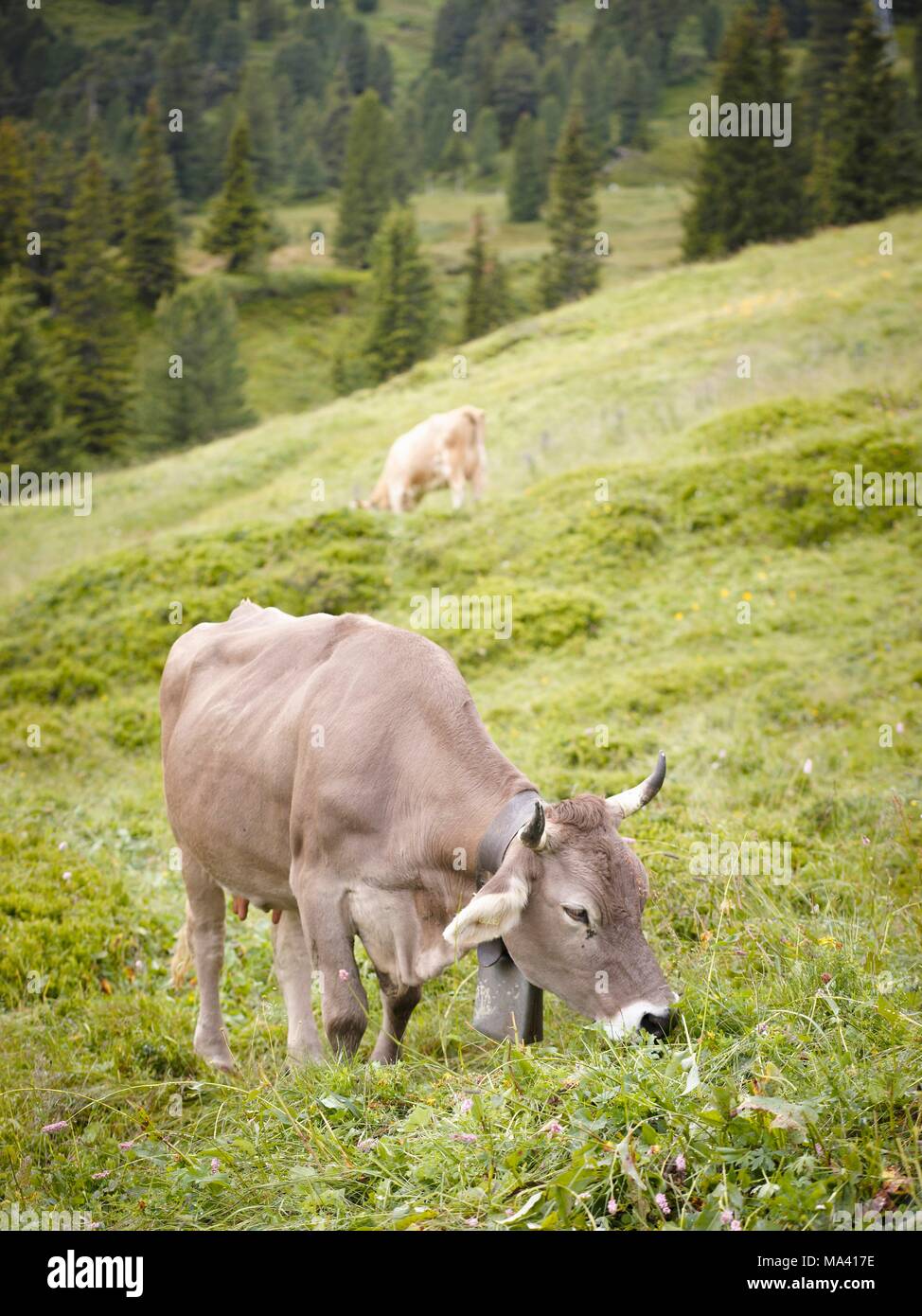 A cow in an alpine meadow, Bernese Oberland, Switzerland Stock Photo ...