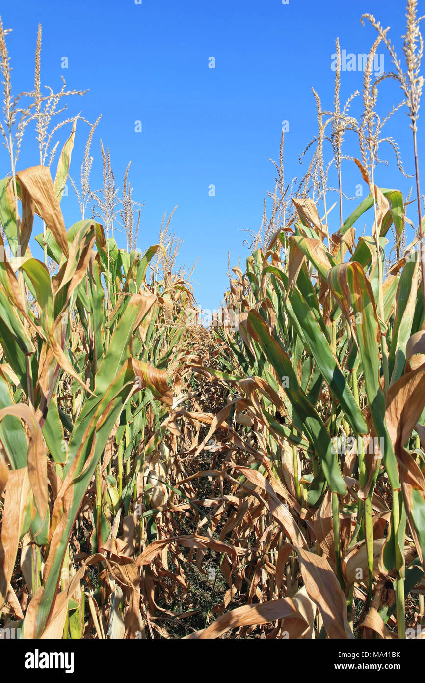 Maize Corn Field Maize Can Adapt To High Elevations And Cold