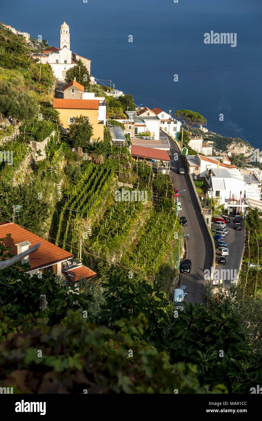 Grape cultivation, Amalfi coast, Italy Stock Photo - Alamy