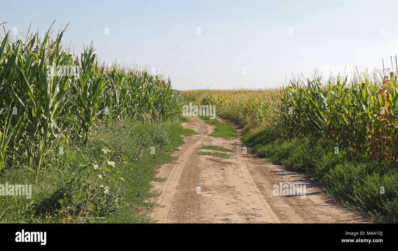 Dirt Road Through Corn Field for Agricultural Use Stock Photo - Alamy
