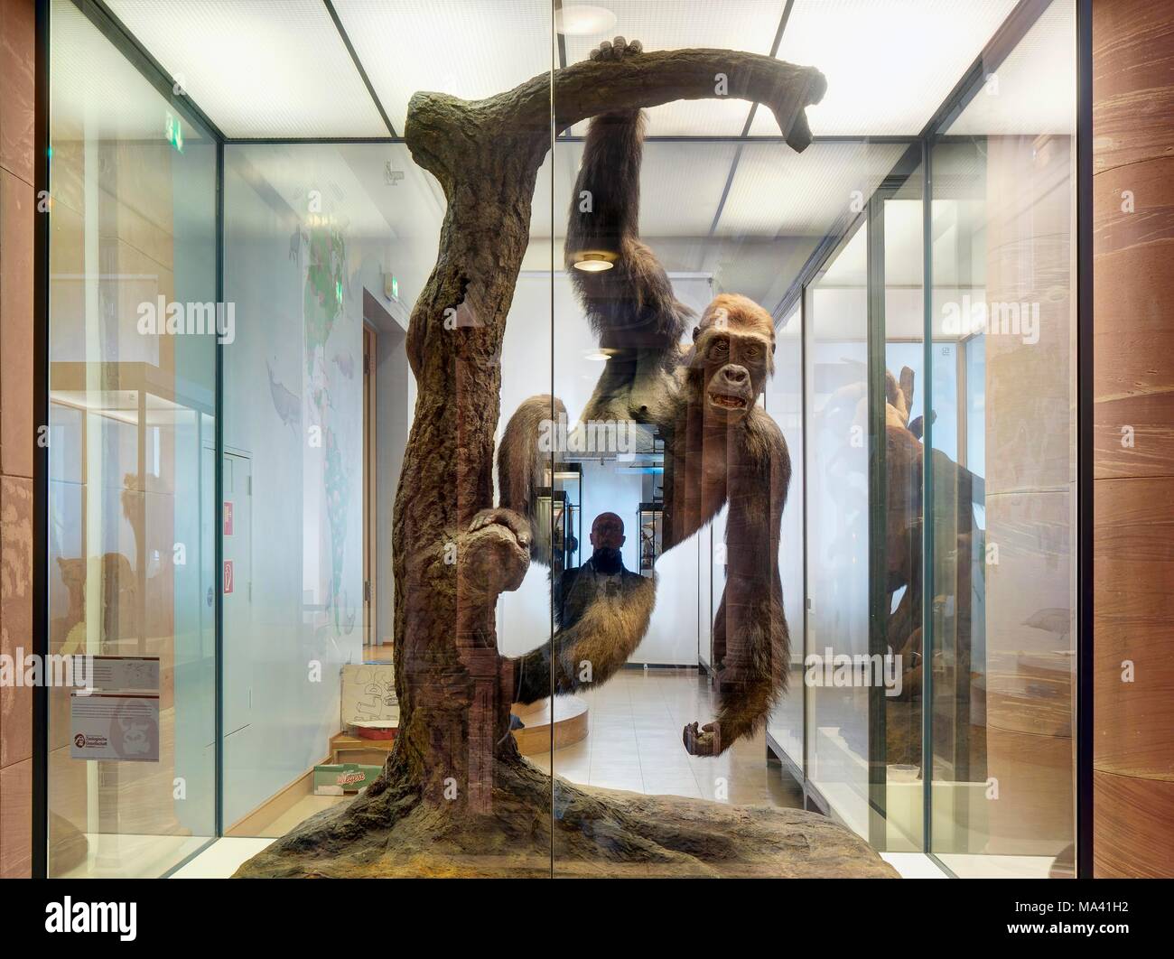 Senckenbergmuseum: an ape, Frankfurt am Main Stock Photo - Alamy
