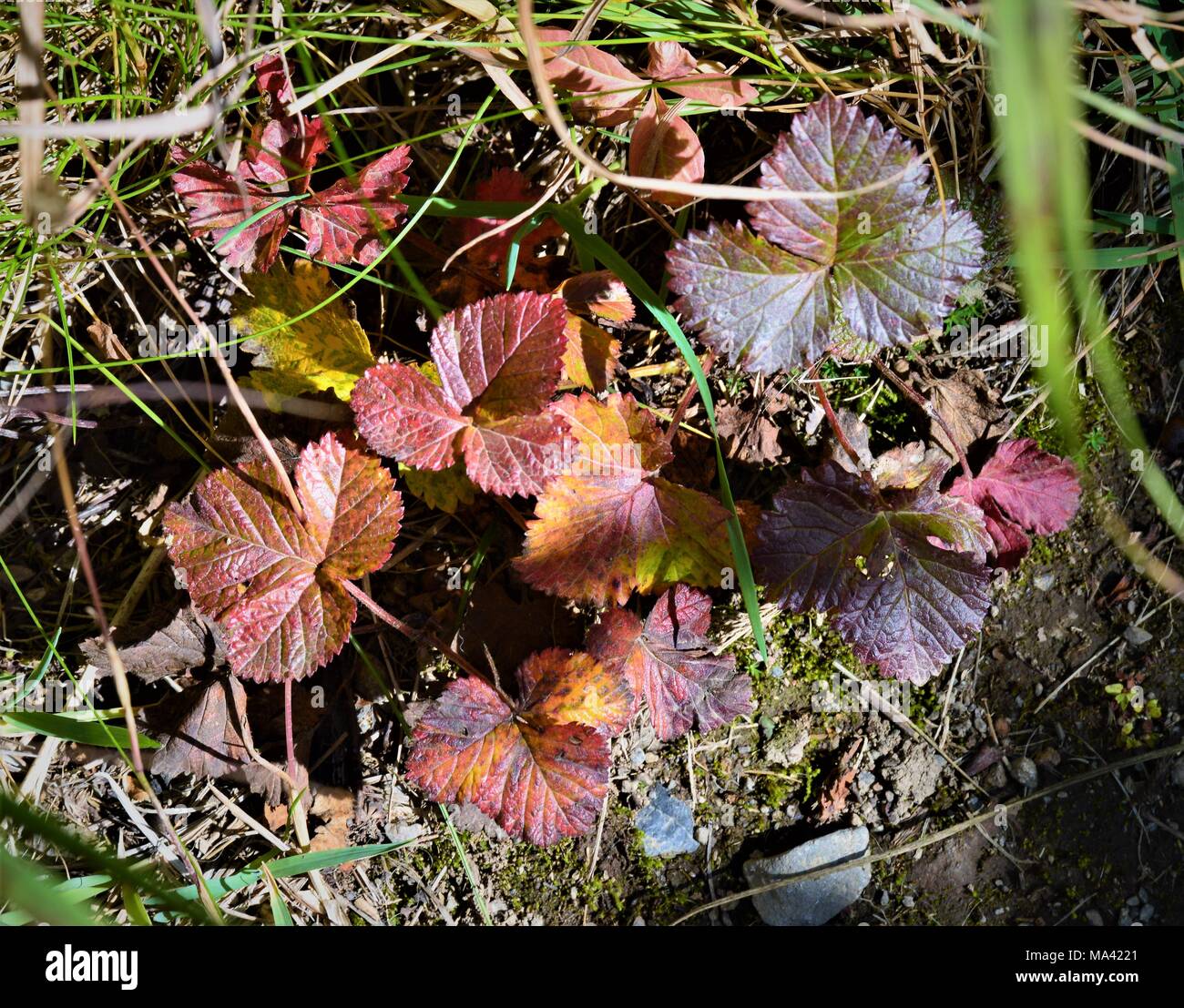 What you find growing up from the earth Stock Photo - Alamy