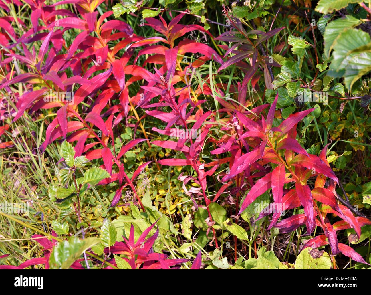 What you find growing up from the earth Stock Photo - Alamy
