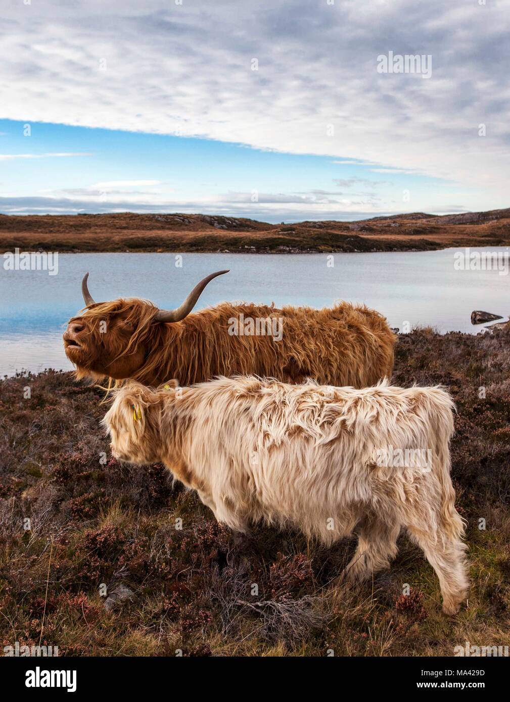 Scottish highland cows hi-res stock photography and images - Alamy