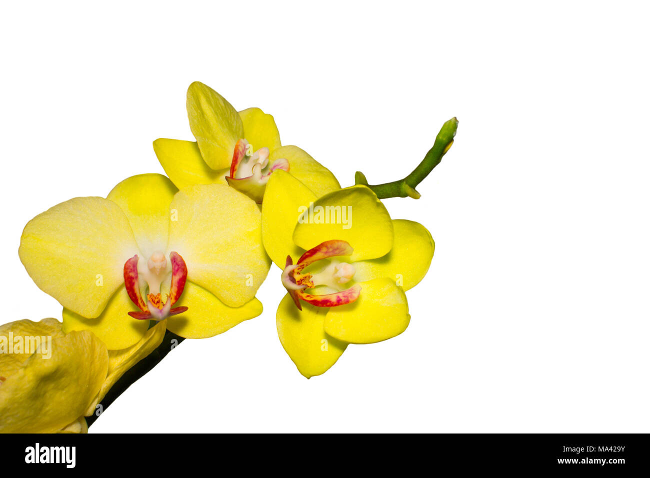 yellow Orchid flowers on isolated white background Stock Photo - Alamy