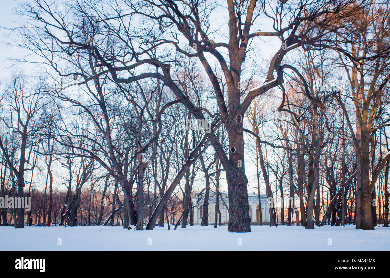 big old oak tree in winter Park Stock Photo - Alamy
