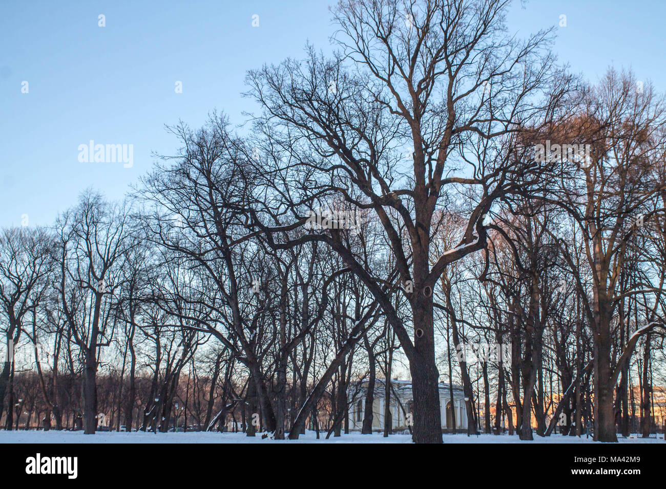 Big old oak tree hi-res stock photography and images - Alamy