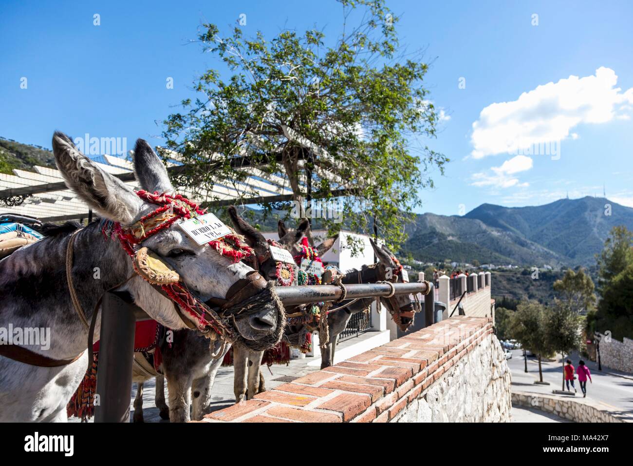 A donkey in Mijas Pueblo in Andalusia (Spain Stock Photo - Alamy