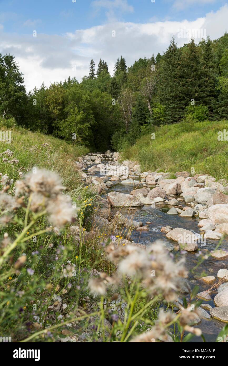 A stream in the Mountain National Park in Canada Stock Photo - Alamy