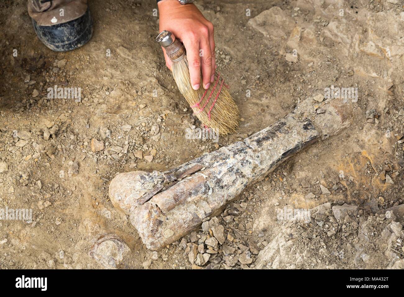 A hobby paleontologist brushing earth off a bone in Alberta, Canada ...
