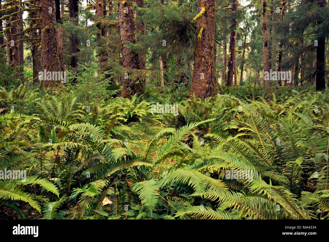 Untrampled hi-res stock photography and images - Alamy