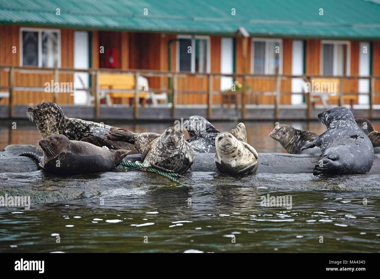 Seals in british columbia hi-res stock photography and images - Alamy