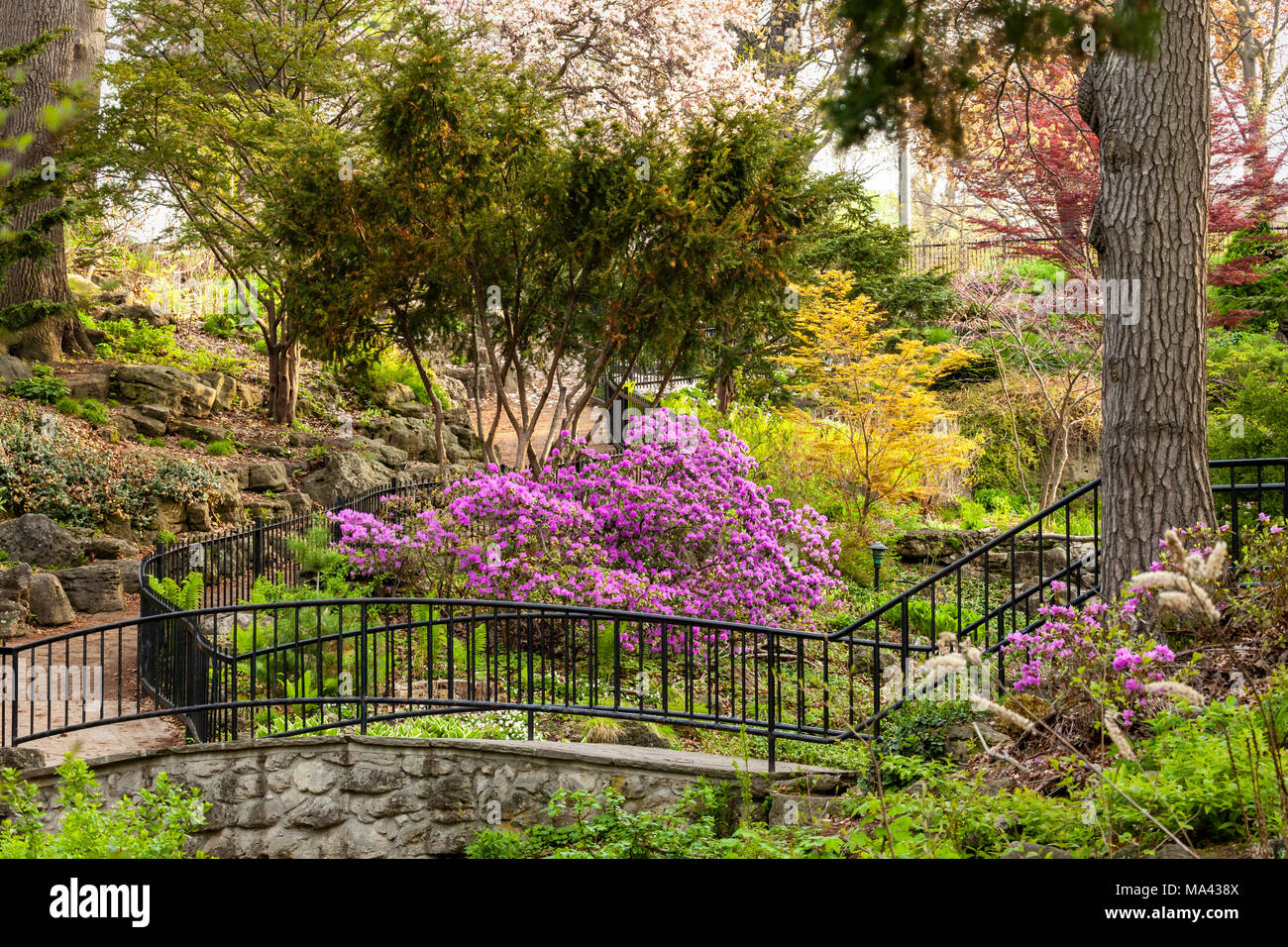 Beautiful pink flowering park hi-res stock photography and images - Alamy