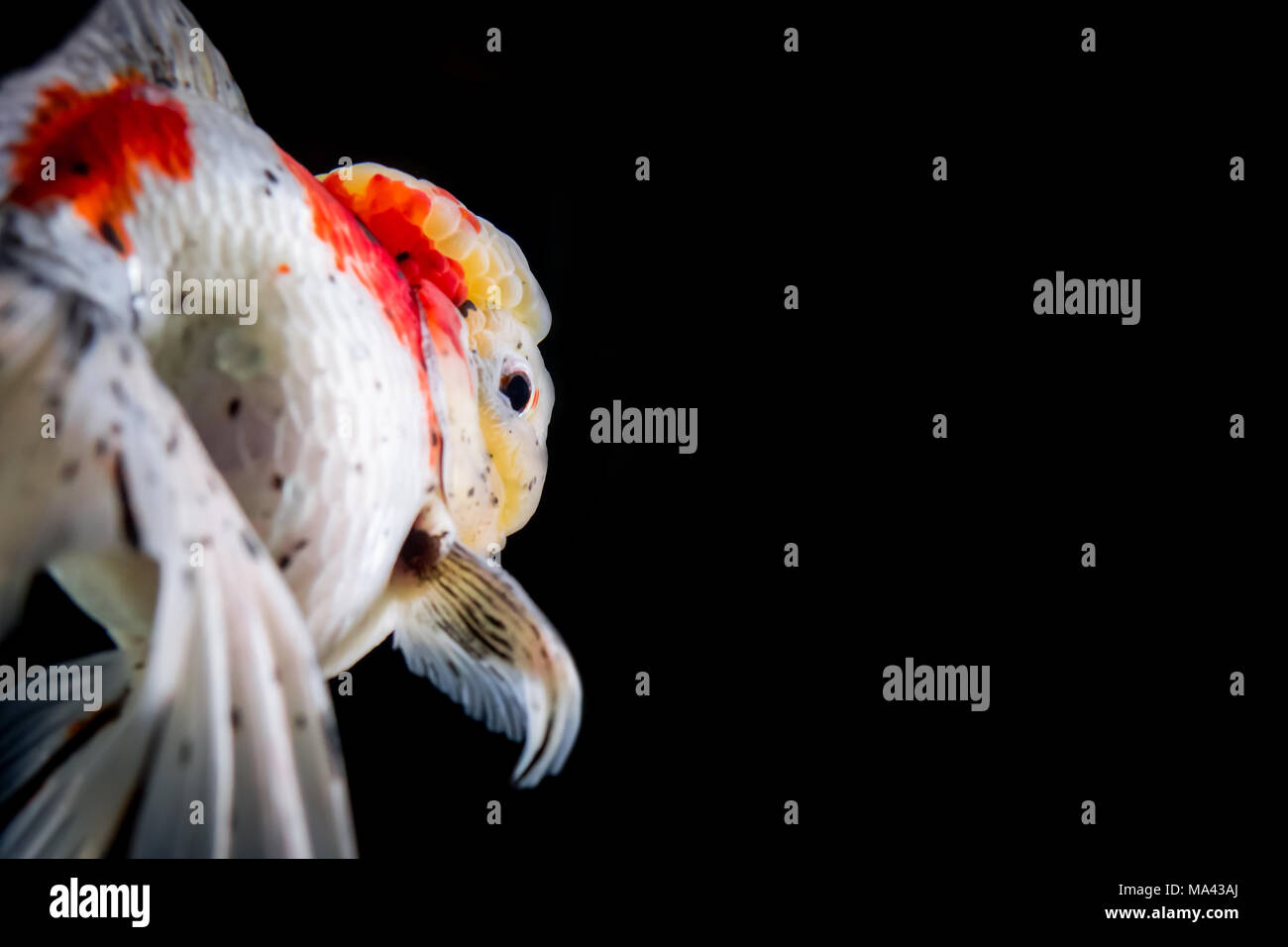 Oranda goldfish hi-res stock photography and images - Alamy