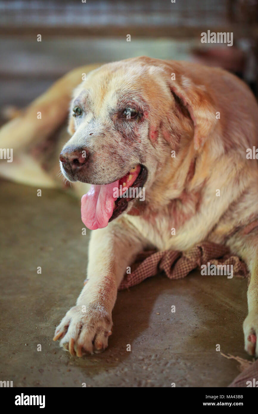 Old Yellow labrador retriever Stock Photo - Alamy
