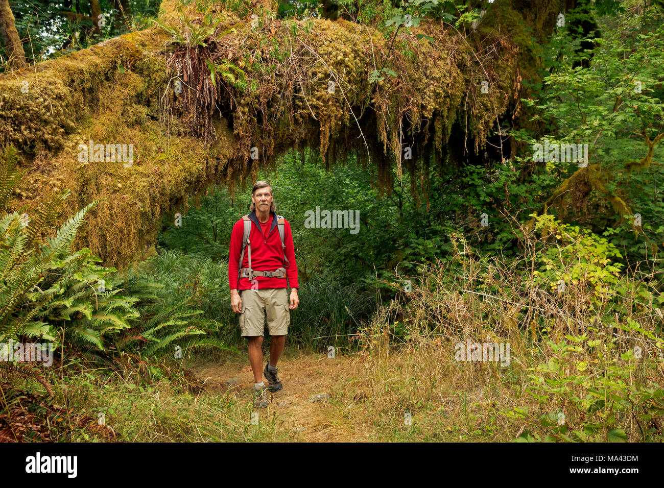 WA13957-00...WASHINGTON - Hiker on the Queets River Trail passing under ...