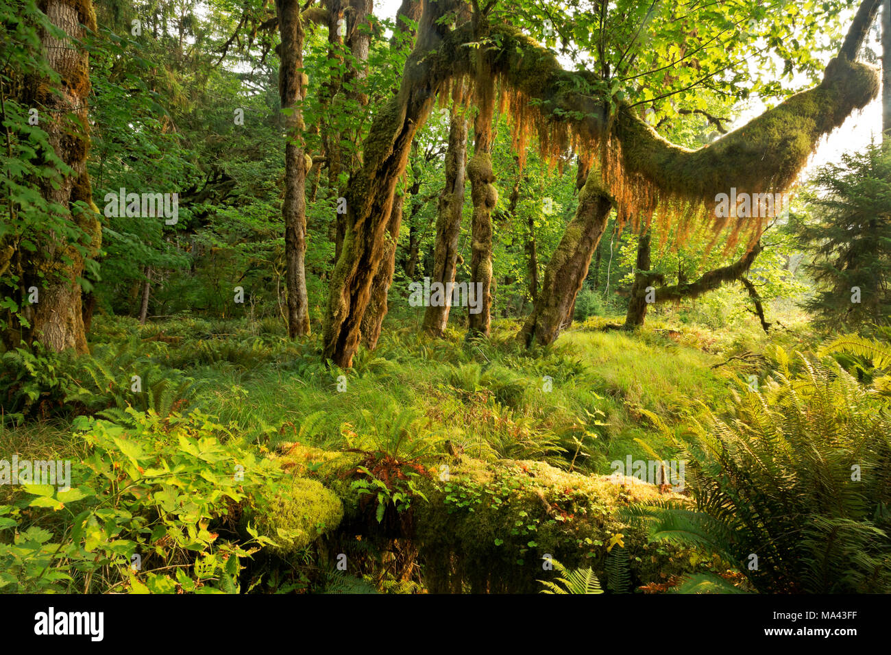 Hanging moss hi-res stock photography and images - Alamy