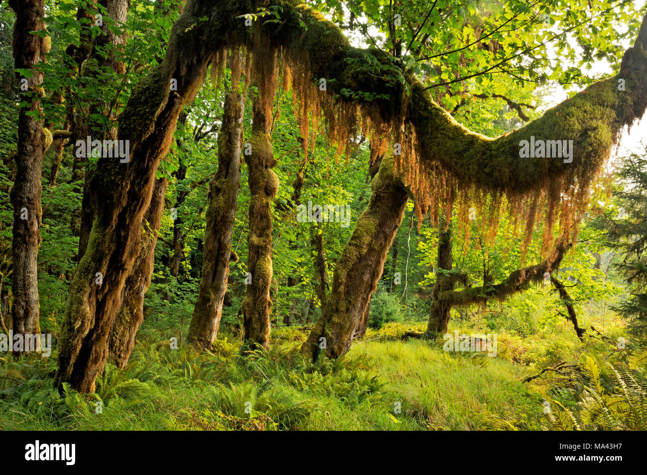Hanging moss hi-res stock photography and images - Alamy